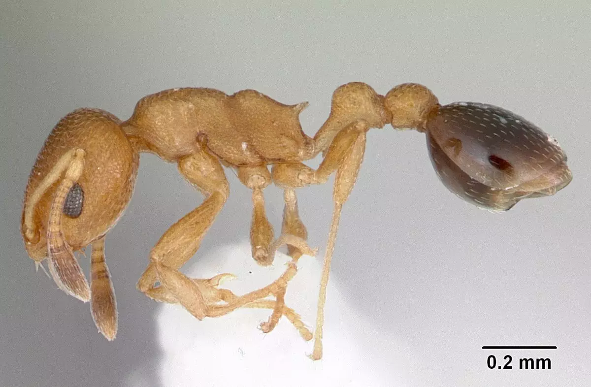 지구상에서 가장 믿을 수없는 개미 10 개