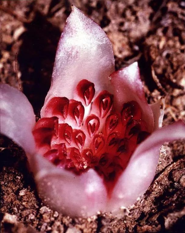 Orkide nëntokësore: Bukuria e prekjes