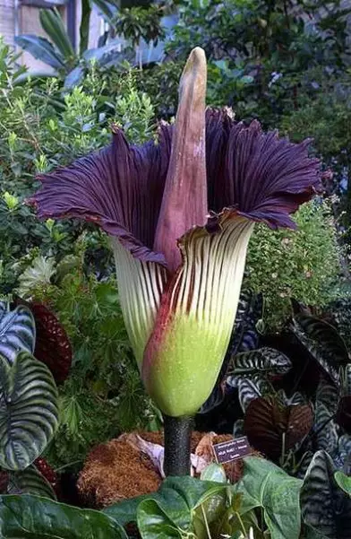 Al Jardí Botànic de Bèlgica, un dels colors més grans de el món florir