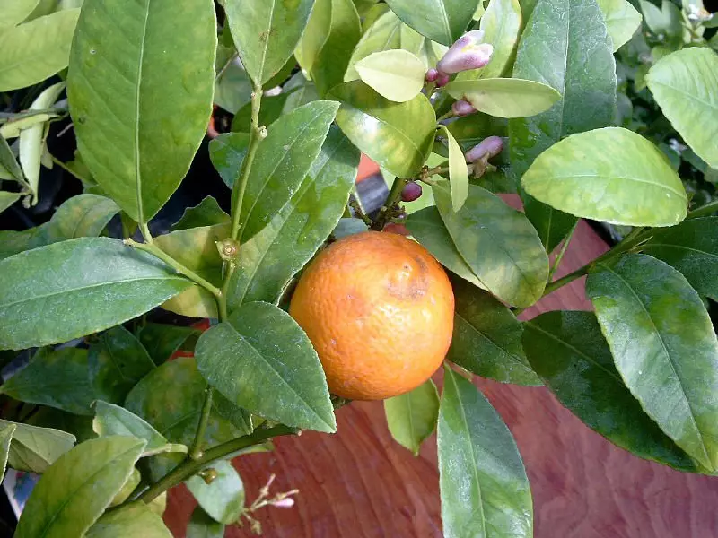 9 neobičnih citrusa