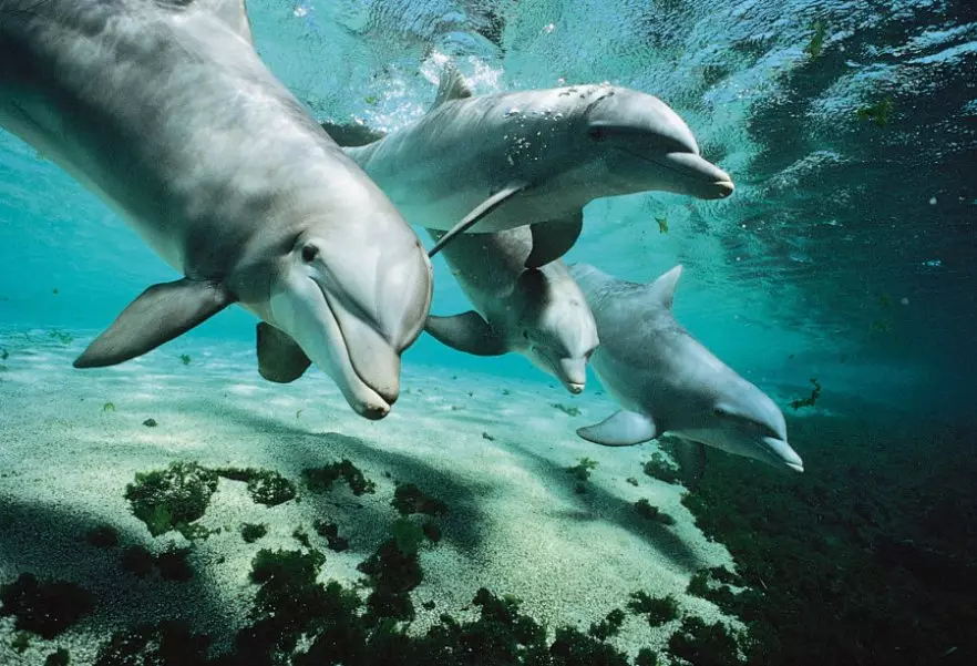 Dolphini taua: faauo i luga uma