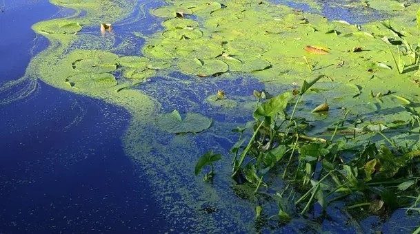 Algae inogona kubatsira munhu kurarama paMars