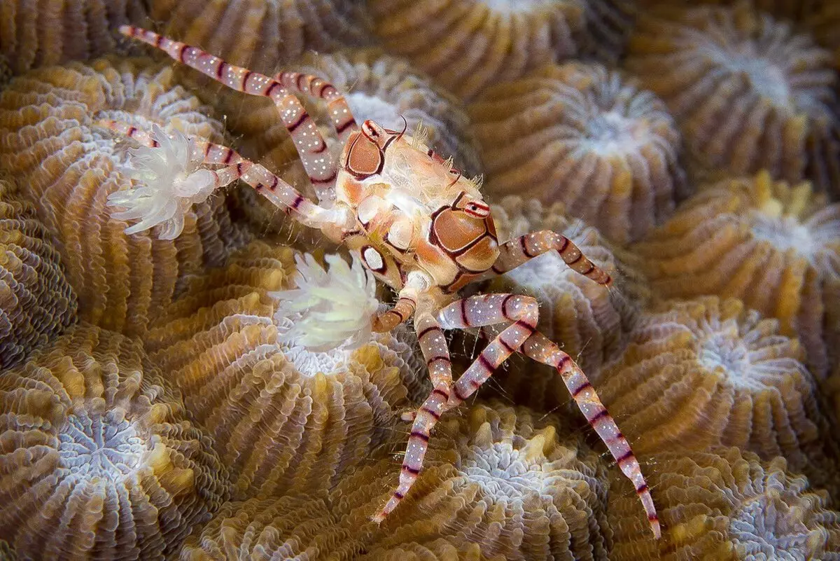Segreto Boxer Crab: Video