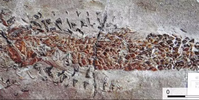 প্রাচীন "স্কুইড" অত্যধিক মাছ আক্রমণ করে এবং তার শিকার সহ নিহত