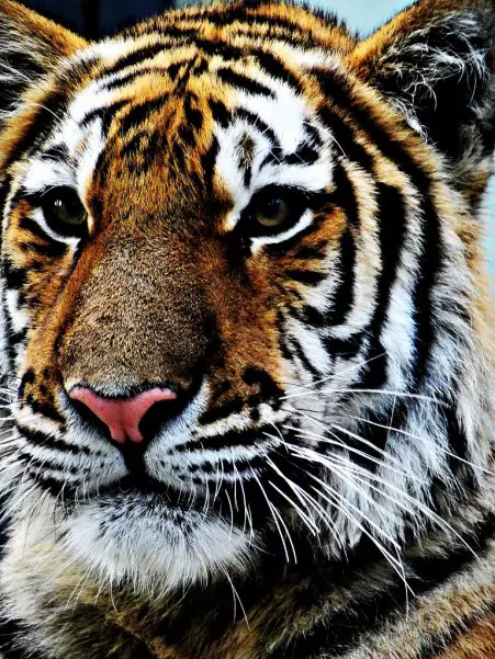 시간에 수집 된 기금은 Amur Tiger를 구할 것입니다.