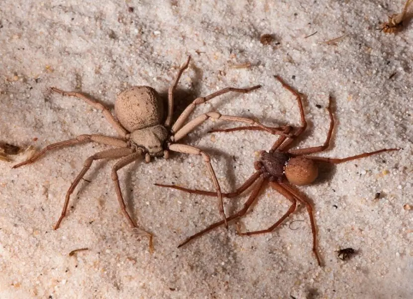 چگونه عنکبوت شن و ماسه شش چشم را شکار می کند - یکی از عنکبوت های سمی ترین در جهان است
