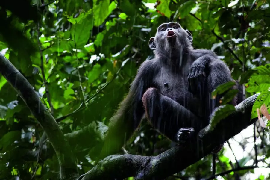 Ukuri kwose kuri Chimpanzees