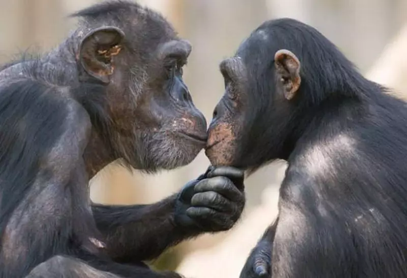 "Là người": những con khỉ vị tha là gì