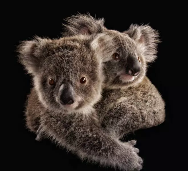 U-Koala: Ngokungqinga