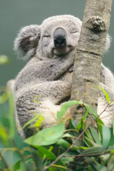 Koala, hayvanat bahçesinden kaçış sırasında uykuya daldı