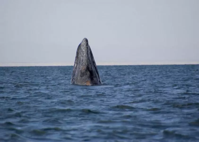 환경 운동가 고래의 희귀 한 종류를 보존하기 위해 석유 노동자를 호출