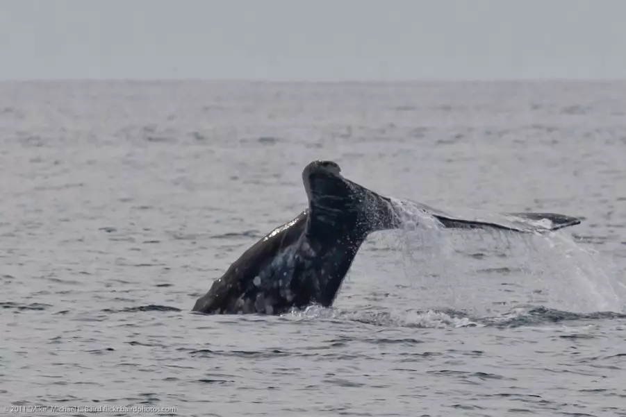 הרי געש Kamchatka לשלול לווייתנים אפור של מזון