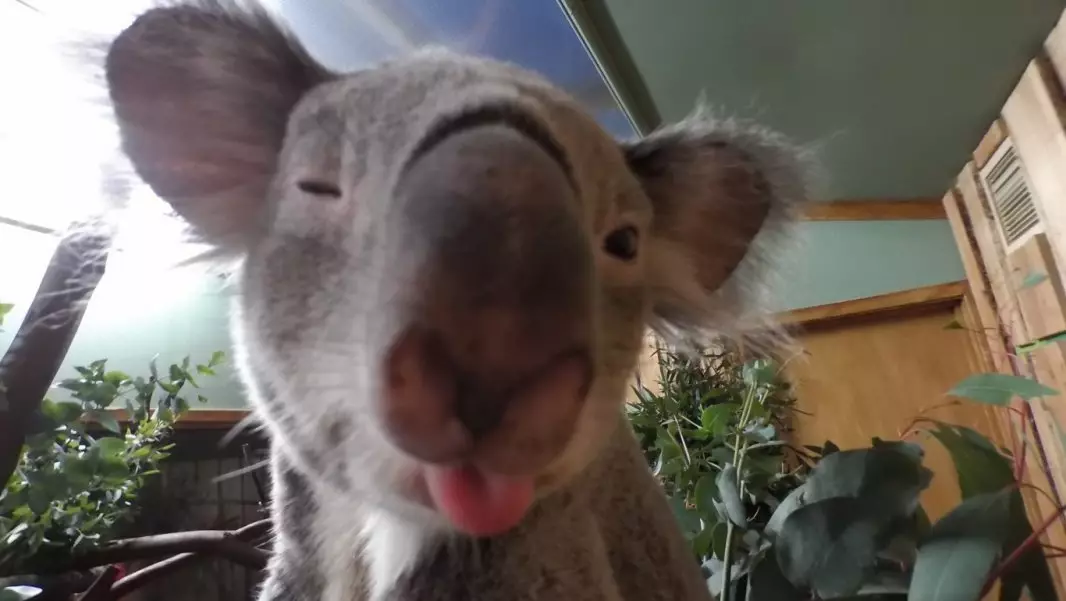 תושבי החיות עם הסרת תענוג "selfie"