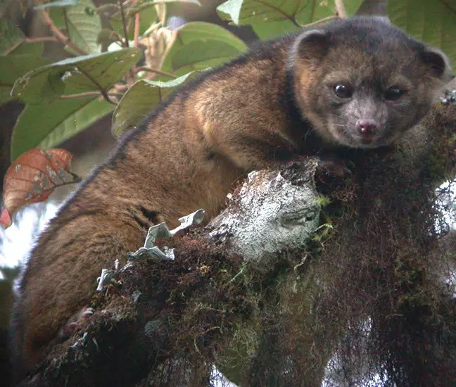 نوع جدیدی از حیوانات موجود در آمریکای جنوبی