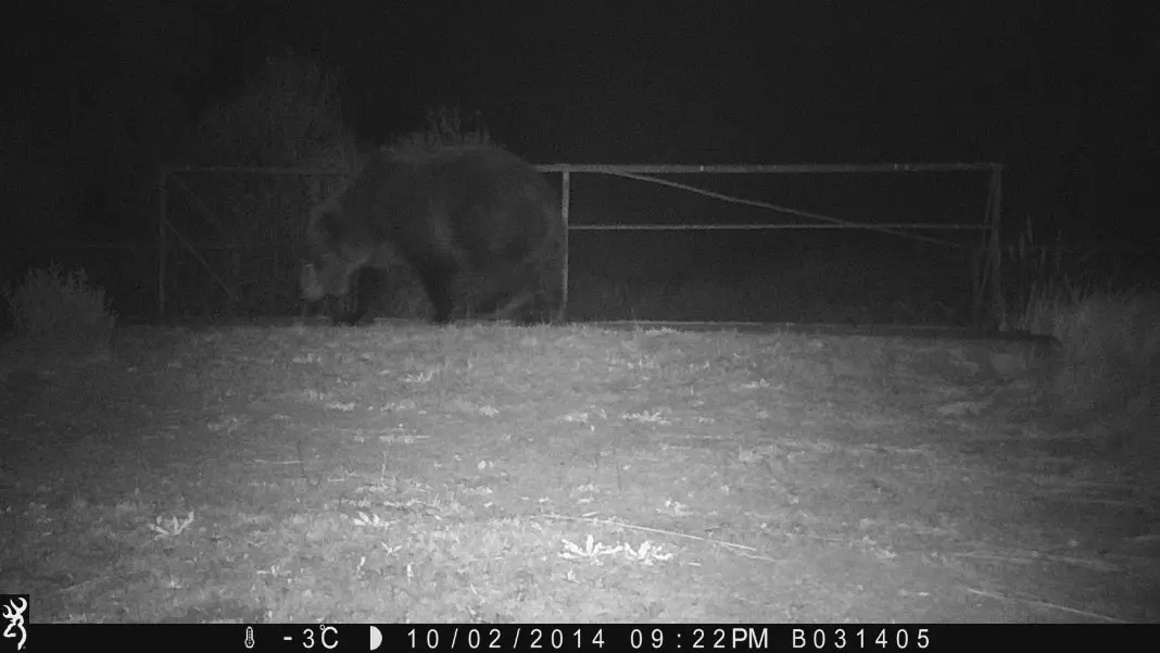 Bearsawa Bears Brown vegeriyan Chernobyl: Wêne