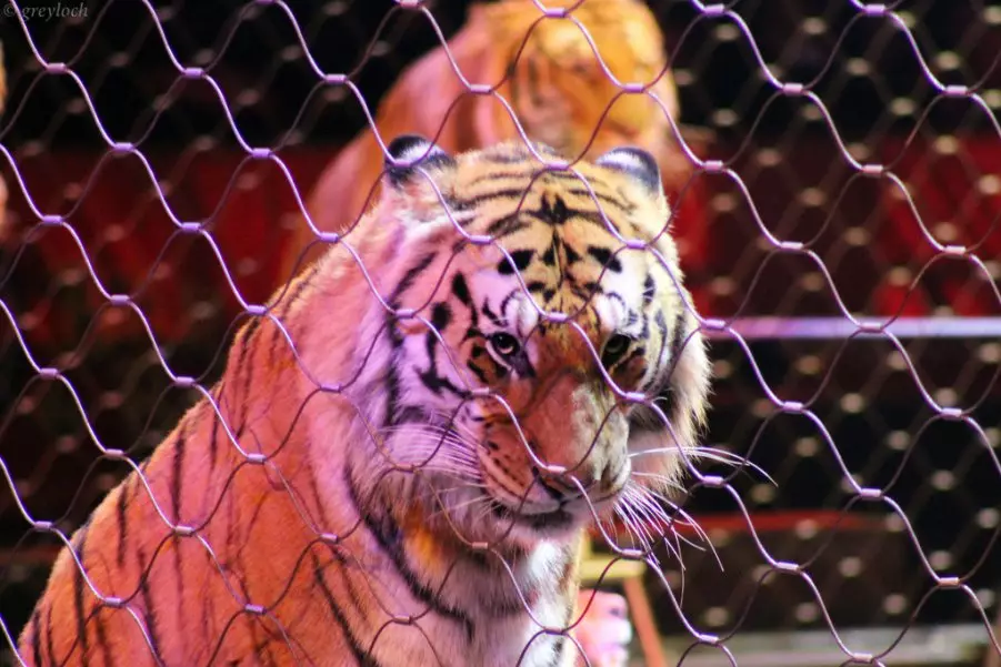 Katalonia zakazał użycia zwierząt w cyrku