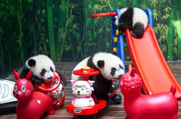Ipinagdiriwang ng Panda Troyashki ang Bagong Taon sa Lunar Calendar