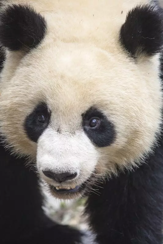 Yovvoyi tabiatda panda nima qiladi