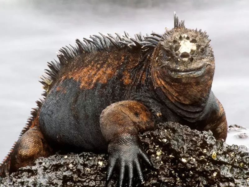 Morska iguana lahko spremeni velikost telesa. El Niño jih povzroča
