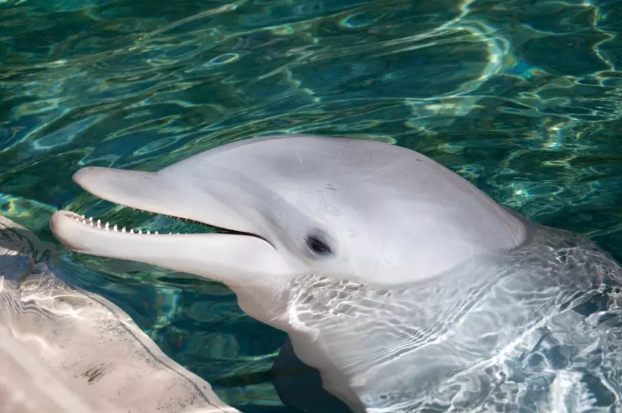 Naukowcy rozszyfrowali przemówienie delfinów