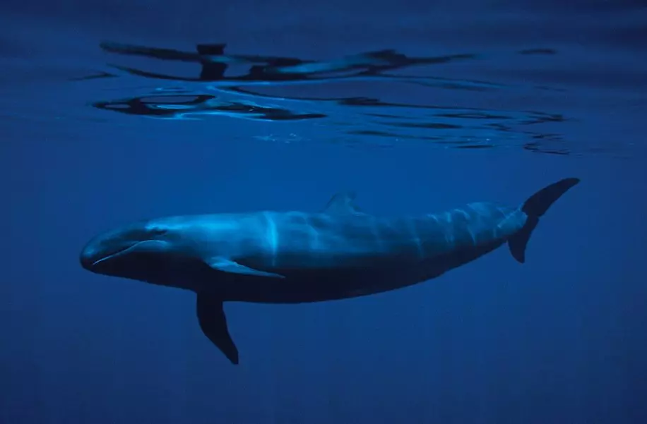 Дельфиндер жер титирөөнү болжолдой алат
