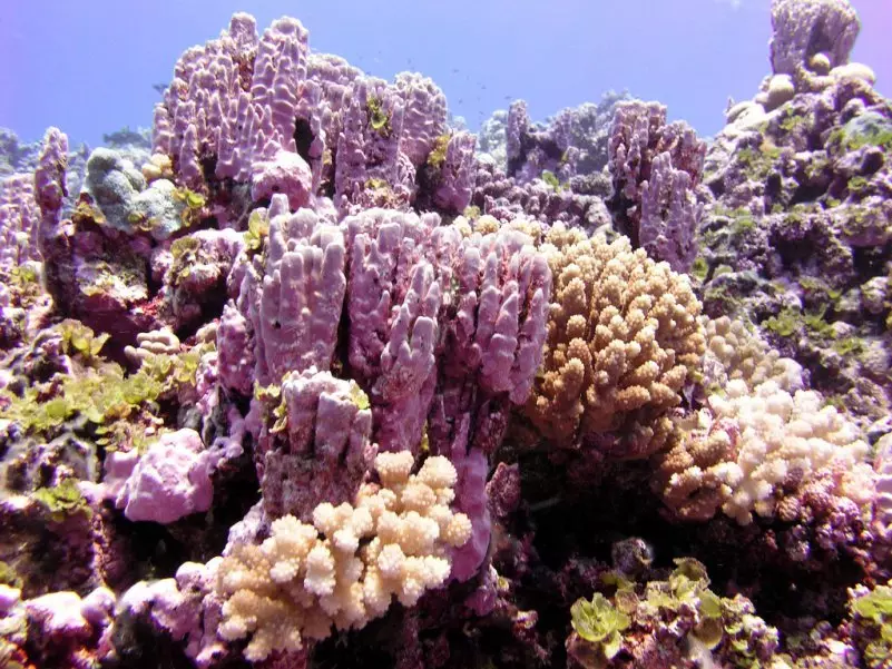 Coral bafunda ukuzivumelanisa amanzi ashushu