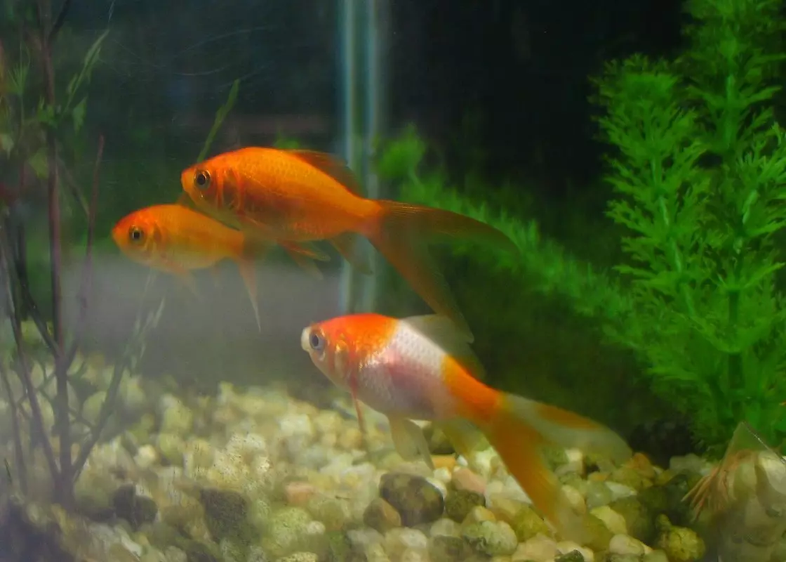 Järvi Yhdysvalloissa kaapattu Goldfish