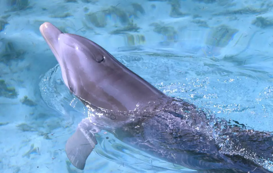 Ang mga dolphin ay massively namamatay sa USA.