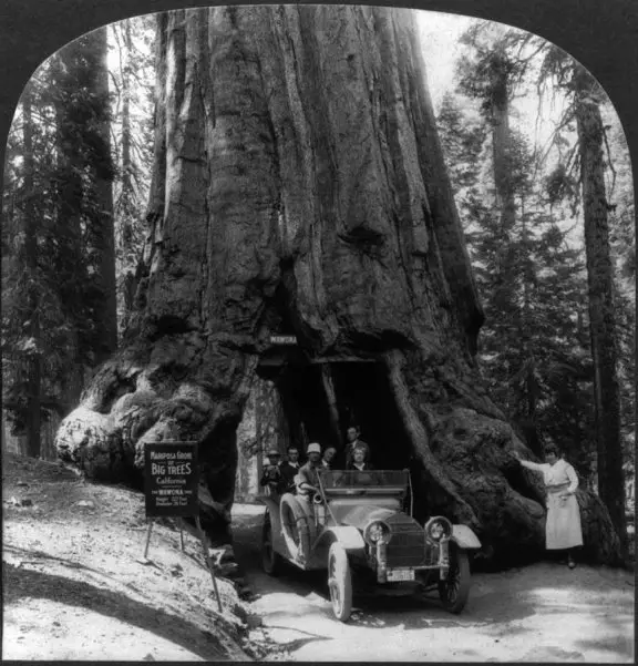 გასეირნება გიგანტური Sequoil: ფოტო