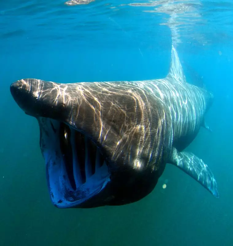 Video unic din viața unui rechin gigant