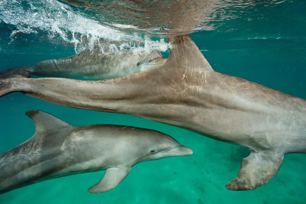 Hvad siger delfiner
