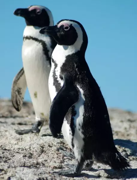 Penguins isiyo ya kawaida duniani.
