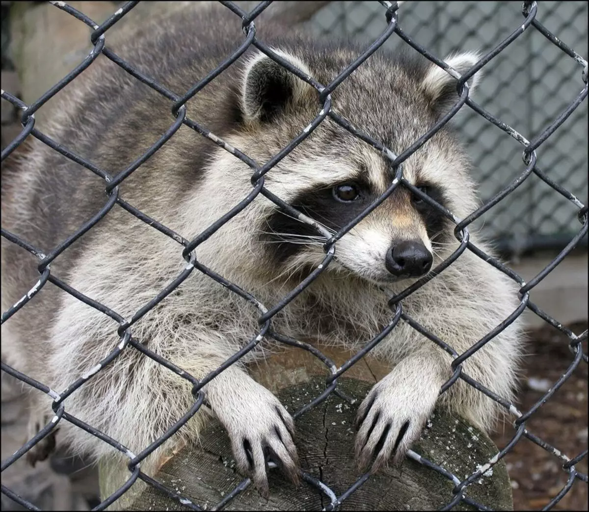 Raccoon dipenjara