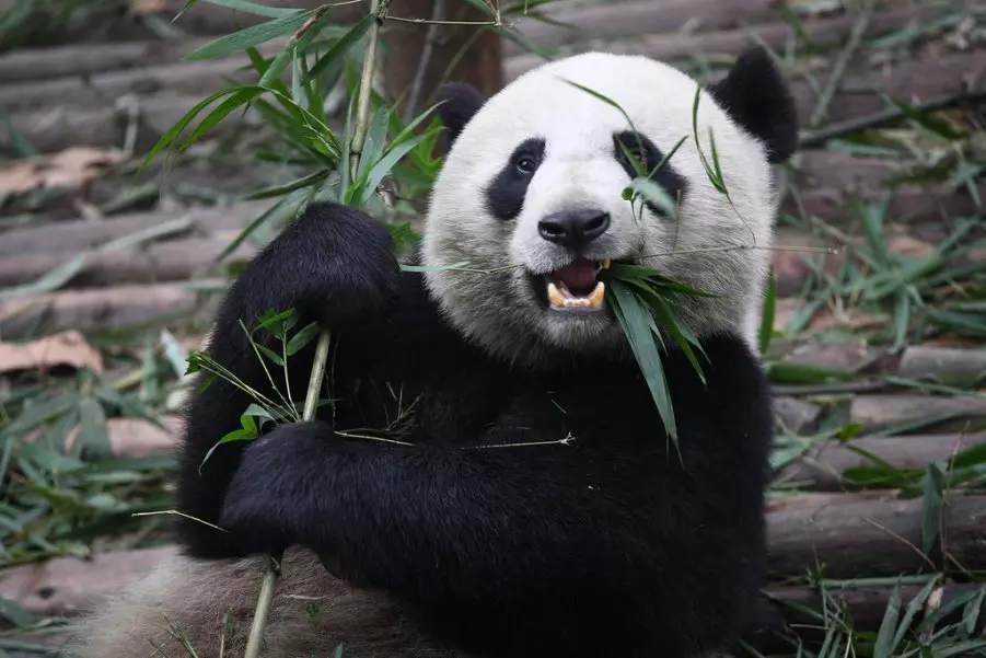 Big pandas prefer sweets