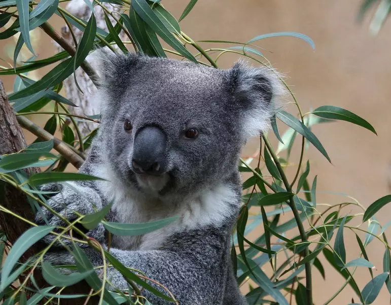 Otkriti tajnu "strašnog" glasa Koala