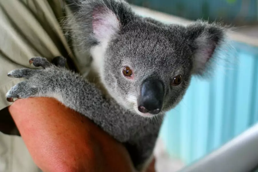 Koala neergeschoten door een auto is gebroken met een gebroken nagel