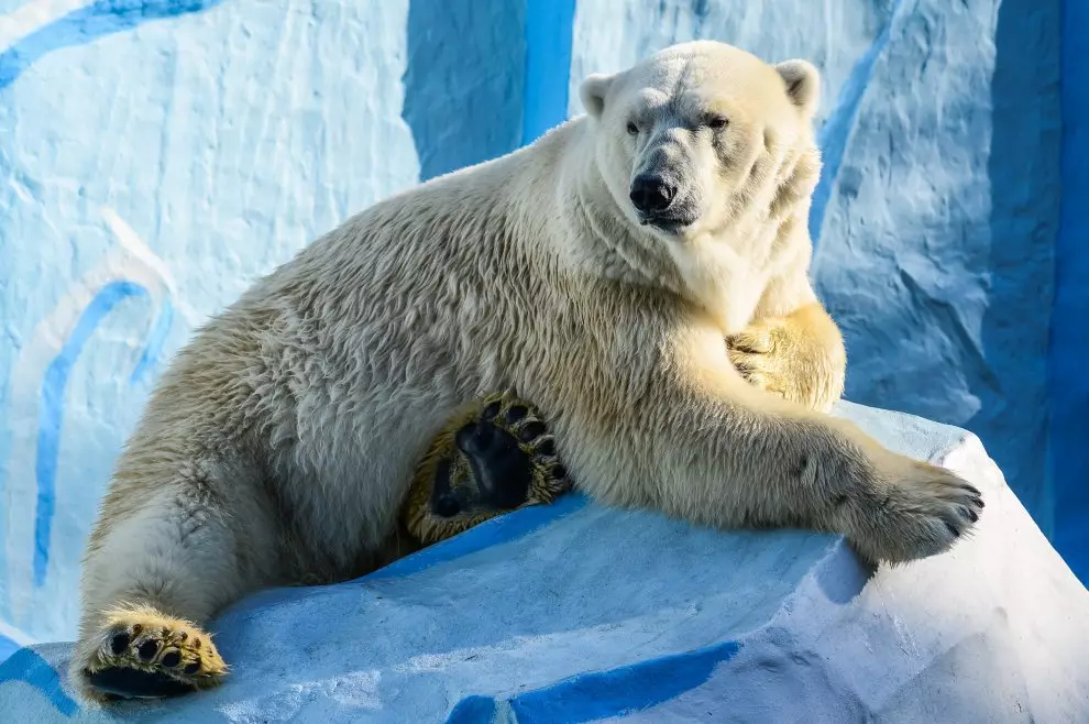 Ongeveer 700 km zonder rust: een recordpolaire beer