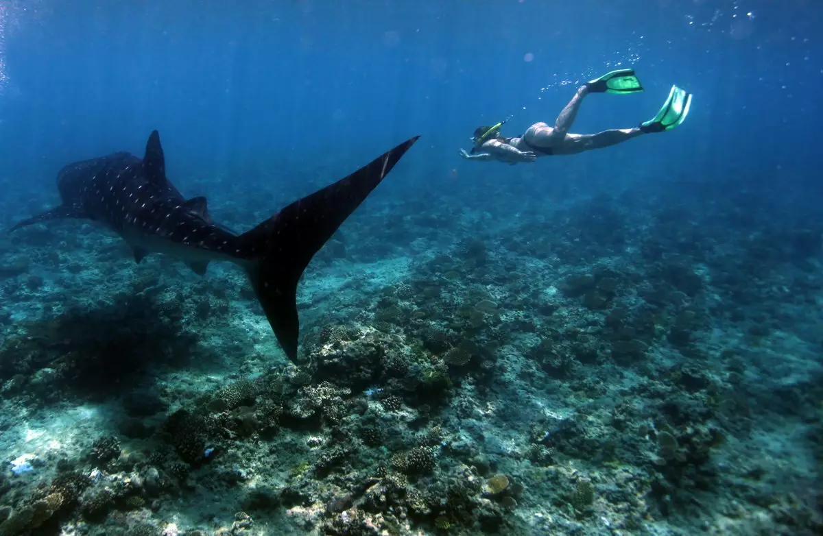 כרישים בהוואי מוגנים מאנשים
