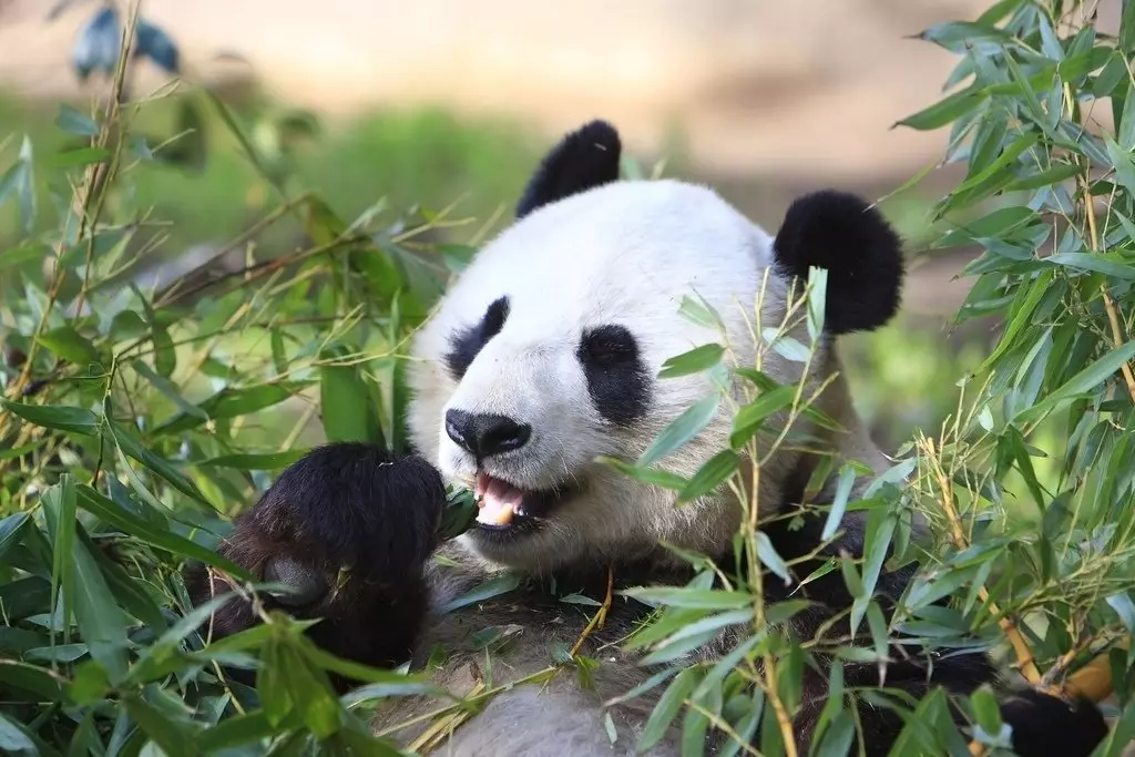 Por que os grandes pandas estão comendo apenas bambu se forem baixos?