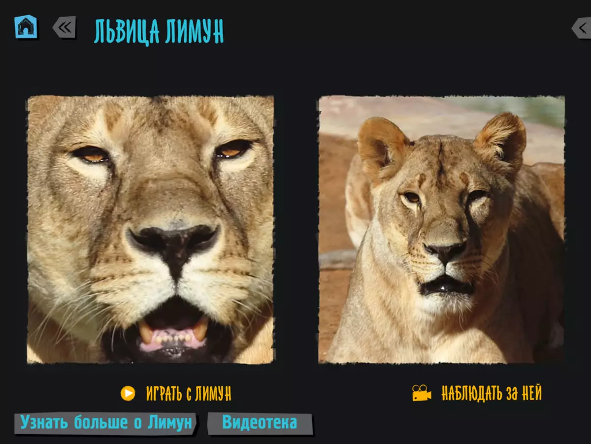 How to feed the lion through the iPad. Virry app logged in in Russian