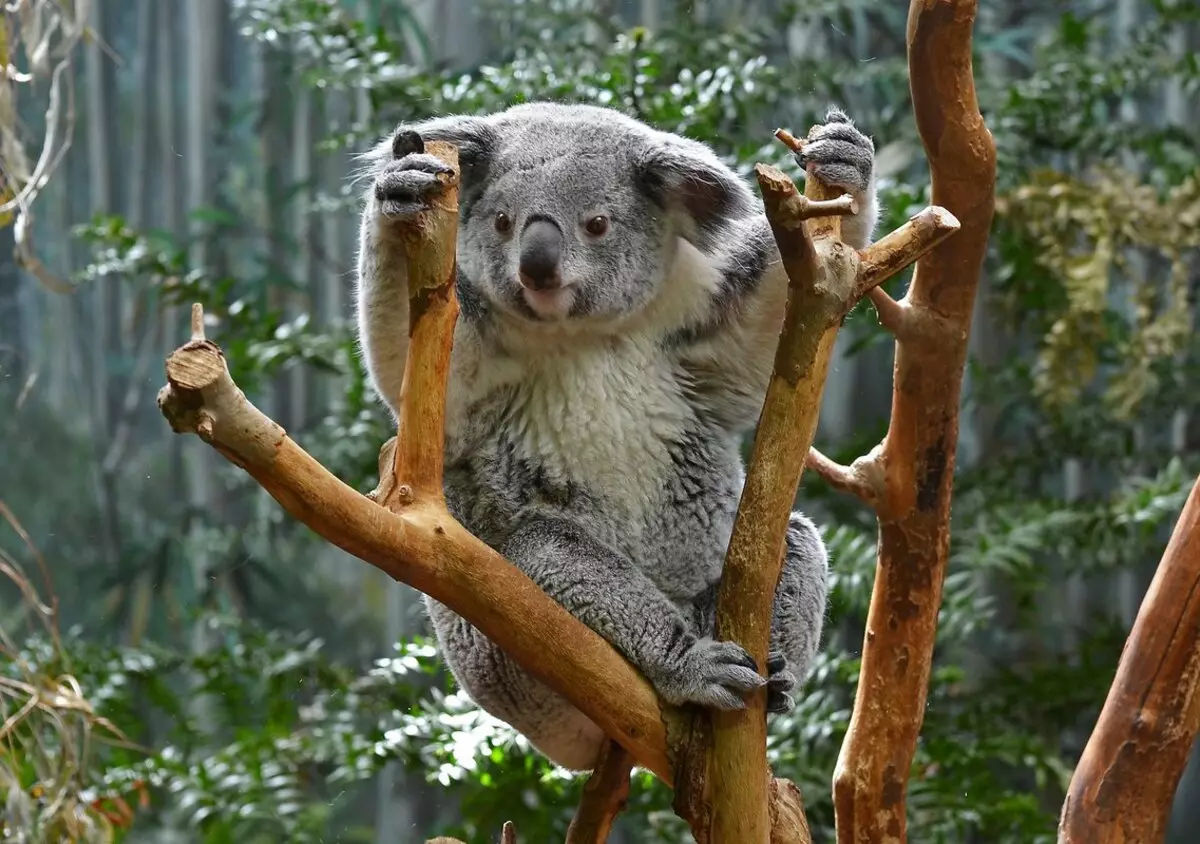Hlas pomáhá koalamům násobí