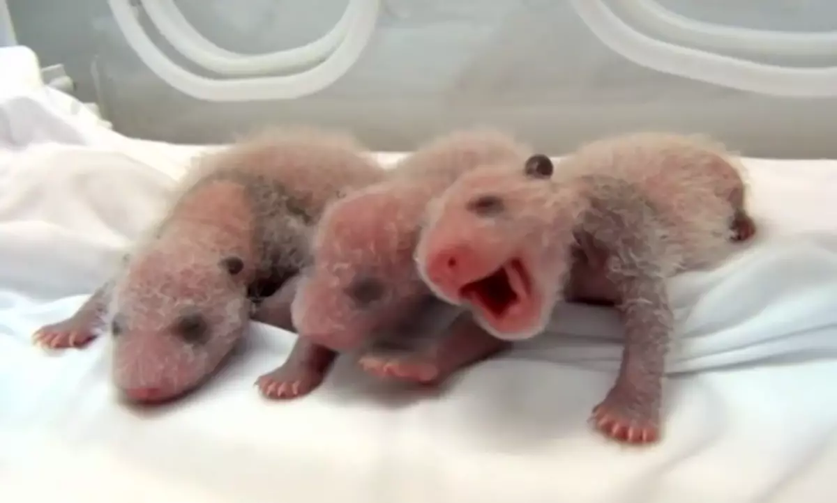 Kinijoje pirmą kartą per daugelį metų gimė Panda triviečiai