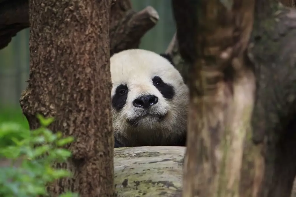 Panda waard pland om te ûntkommen mei in subpople