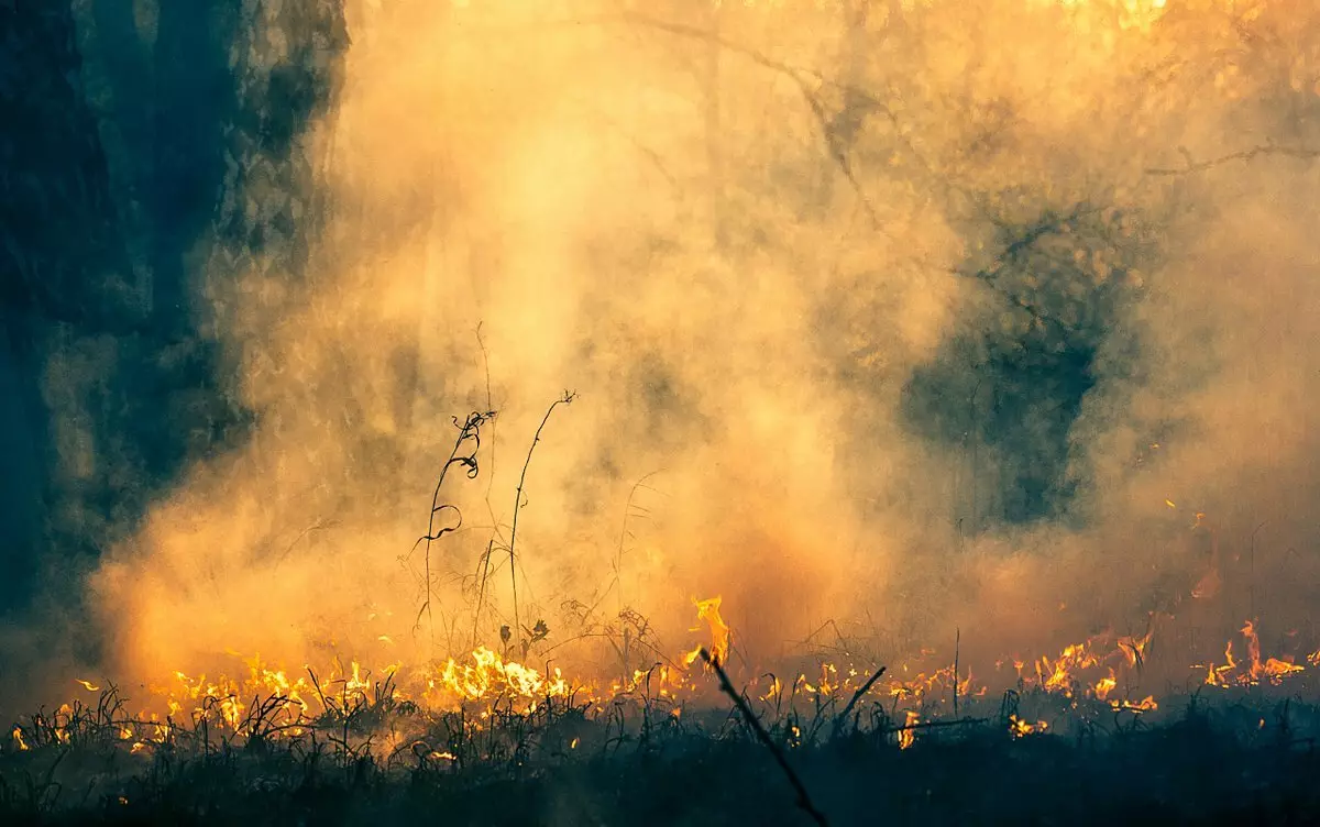 Cháy phá hủy những khu rừng của Buryatia và khu vực Irkutsk