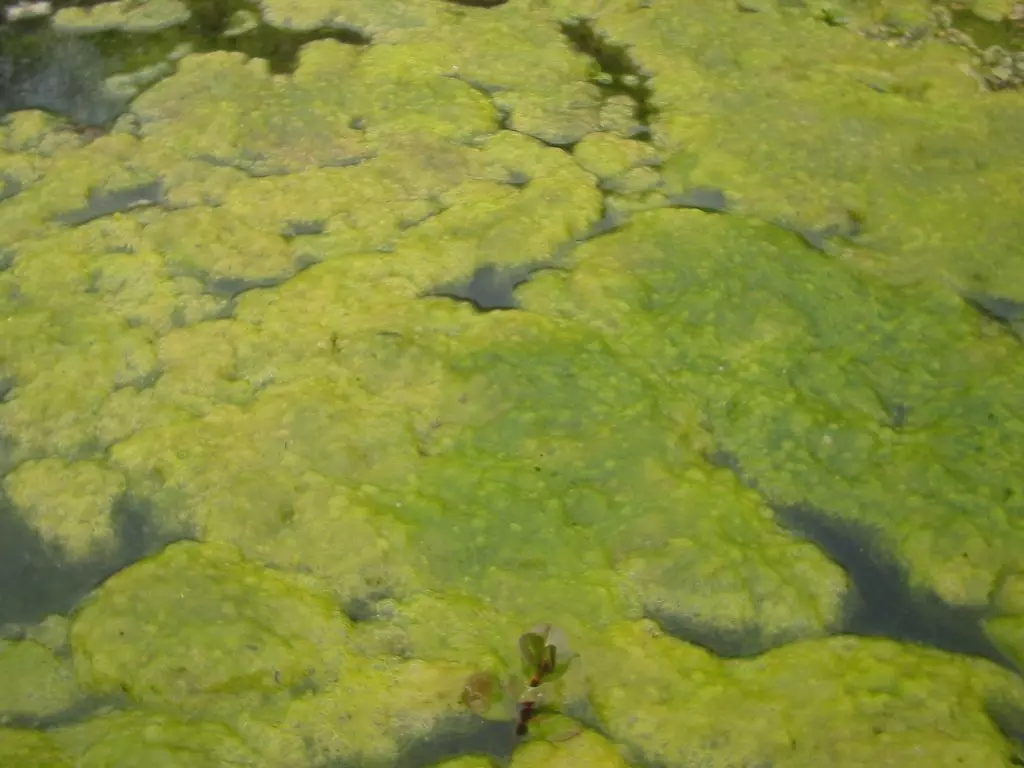 Baikal yangaga algae
