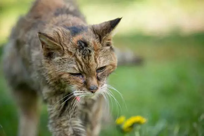 सबसे पुरानी जीवित बिल्ली ग्रह पर मृत्यु हो गई