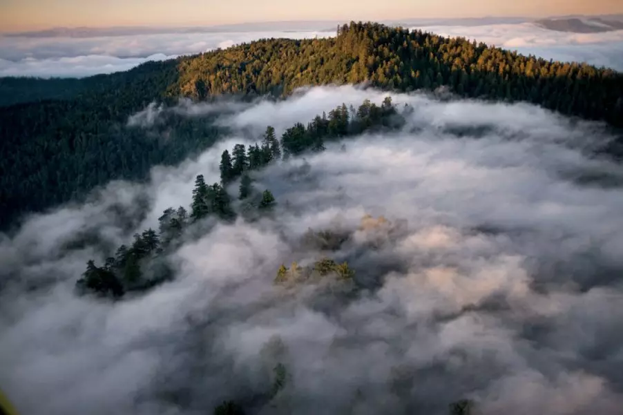 Sequoia: အစိမ်းရောင်ဧရာ