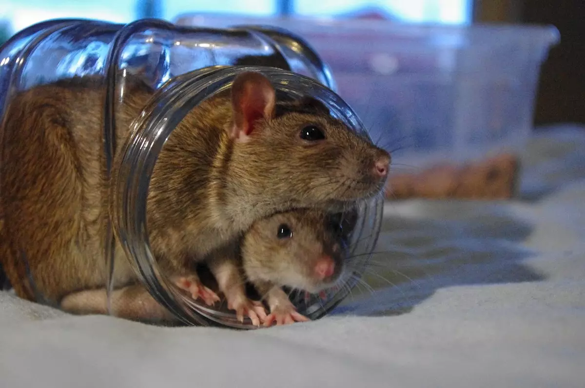 الفئران بسرور مساعدة بعضها البعض