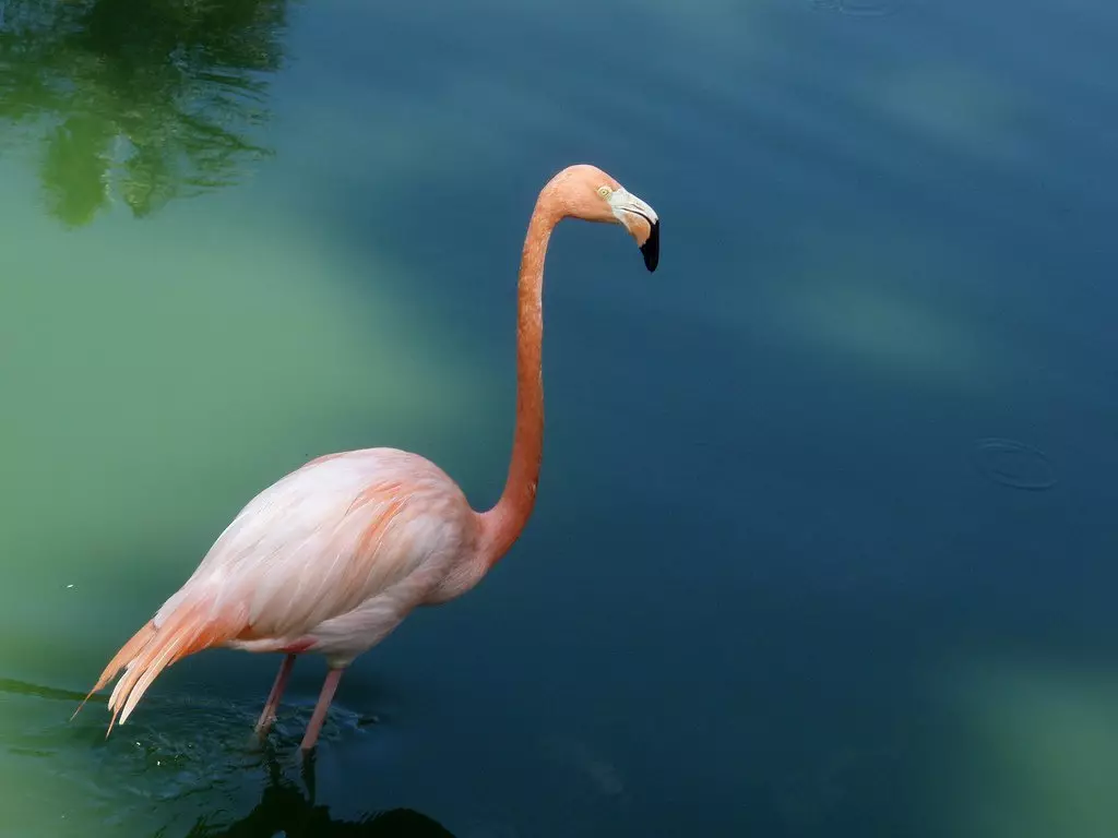Hogy flamingo megtanulta, hogy mesterséges lábával járjon: videó