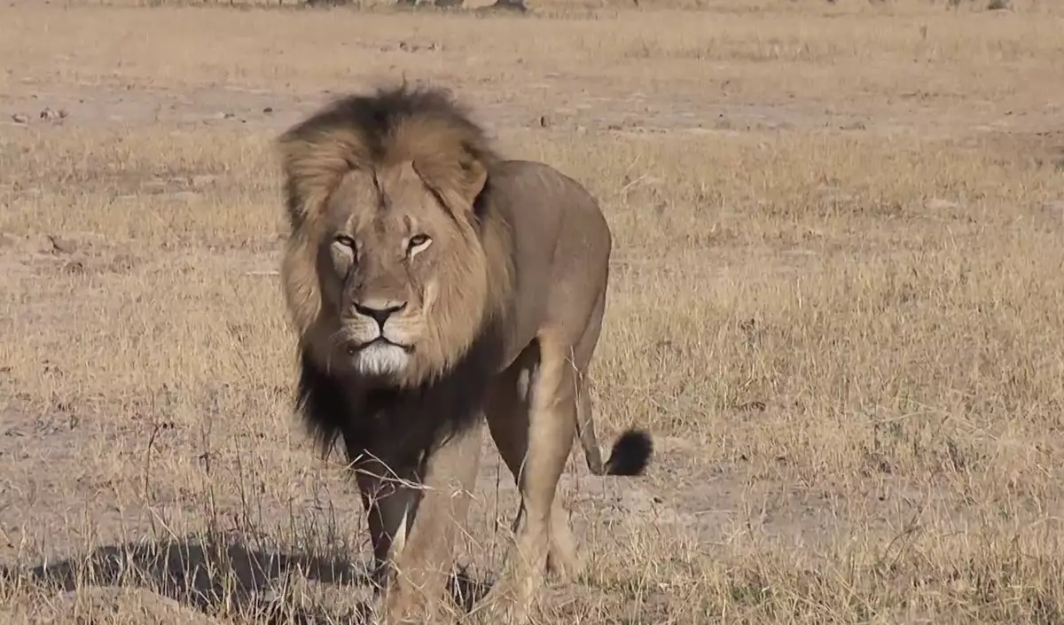 Легендарний лев Сесіль застрелений туристом в Зімбабве